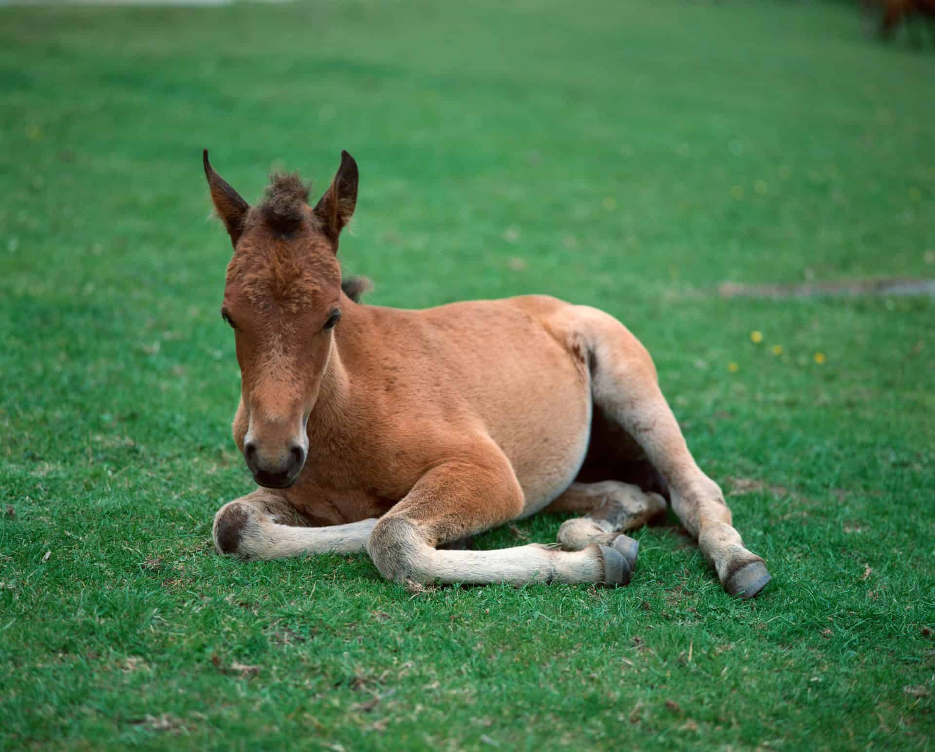 20 Adorable Pictures Of Foals You'll Love