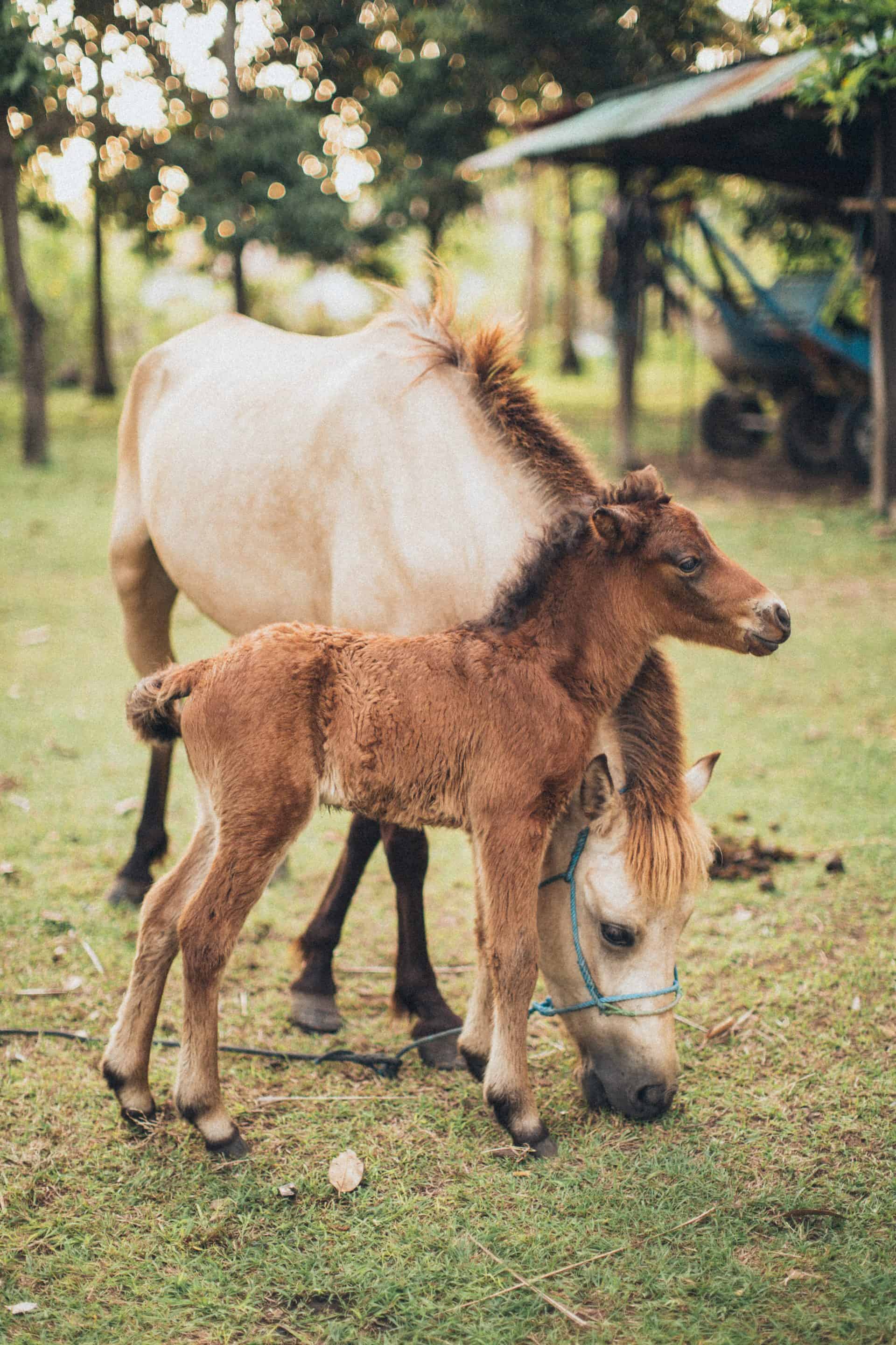 20 Adorable Pictures Of Foals You'll Love