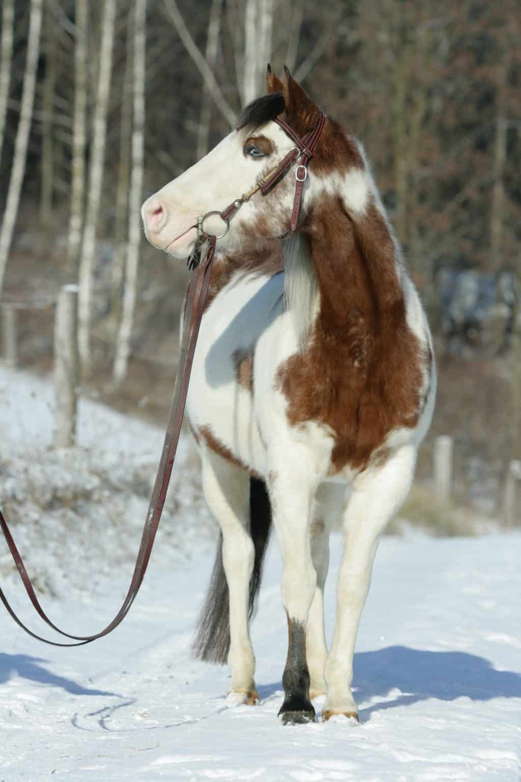 15 Of Our Favorite Pictures Of Paint Horses