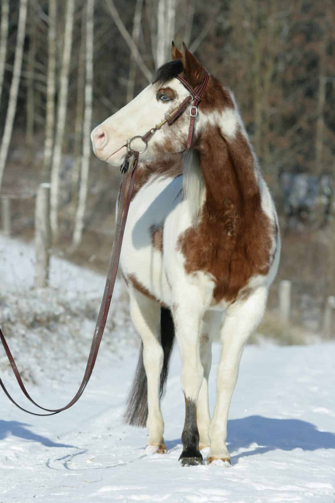 15 Of Our Favorite Pictures Of Paint Horses
