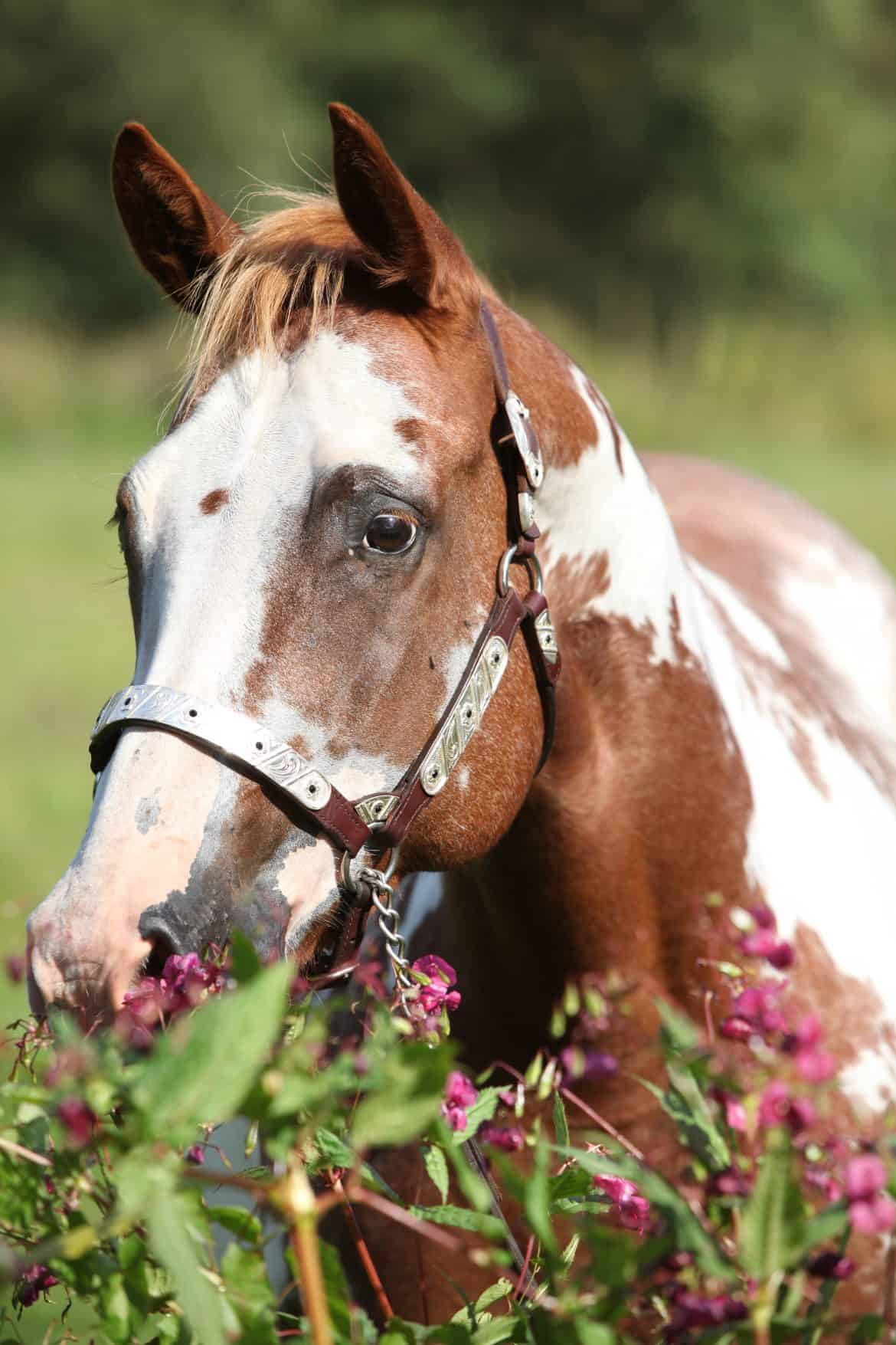 15 Of Our Favorite Pictures Of Paint Horses