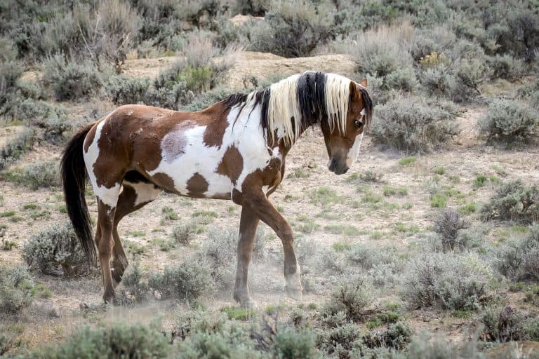 Meet Picasso: The Most Famous Wild Mustang In America