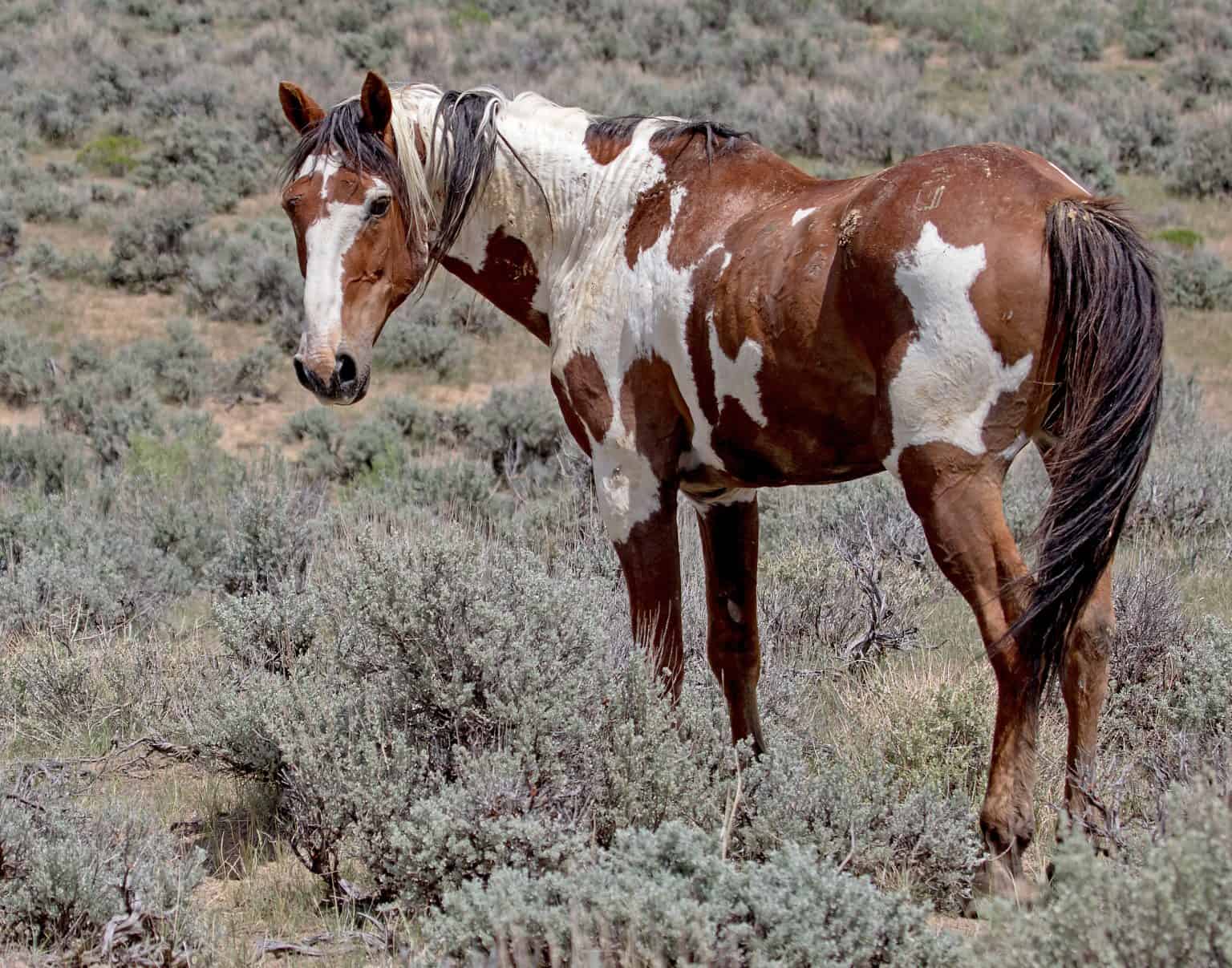 Meet Picasso: The Most Famous Wild Mustang In America