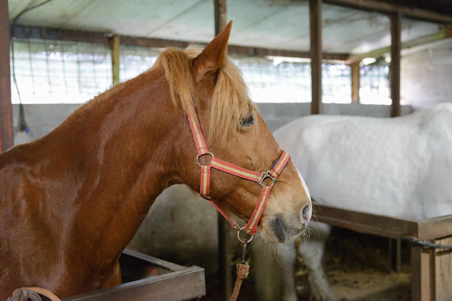 6 DIY Ways To Prevent Stall Boredom For Horses