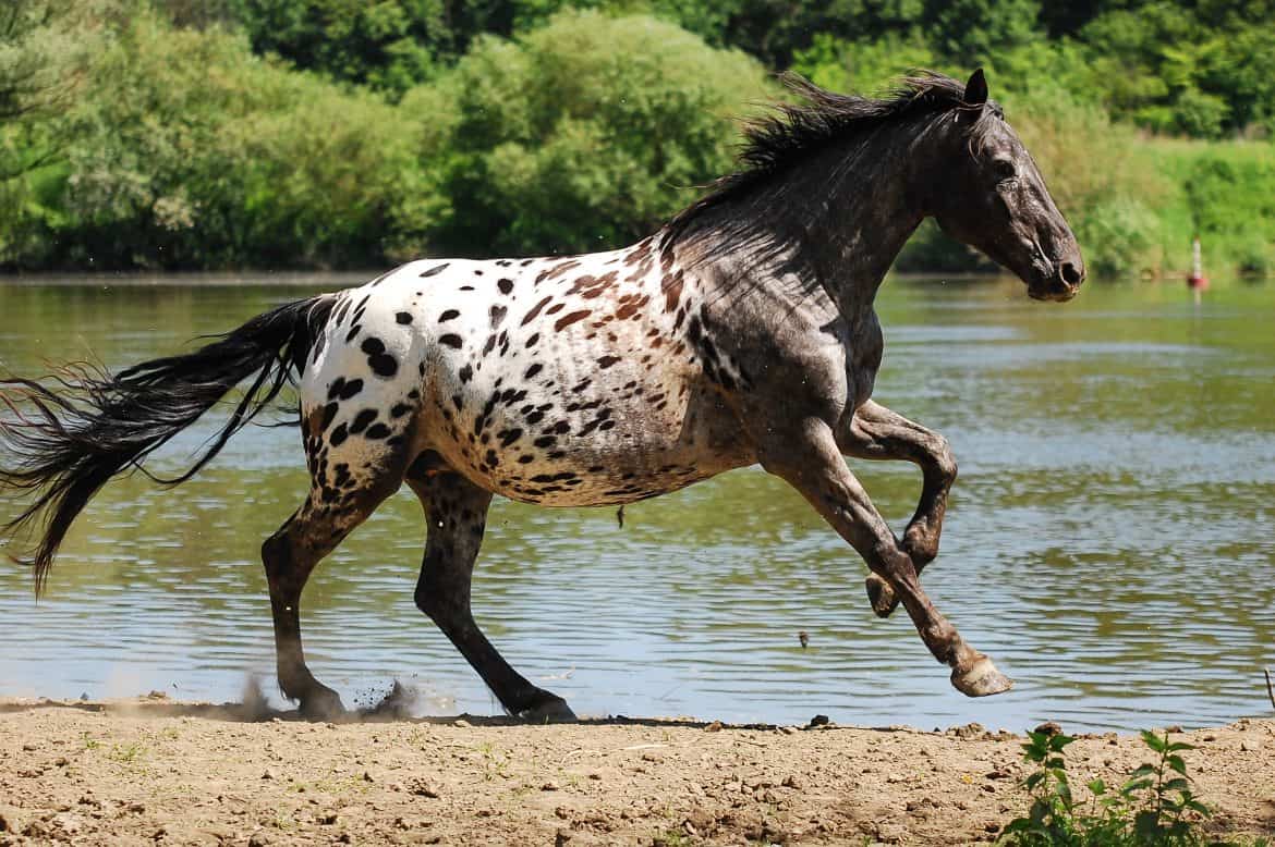 4 Best Horse Breeds for Beginners