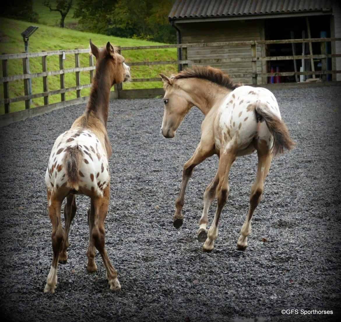 Mare Defies Odds And Gives Birth To Healthy Twin Foals...For The Second ...