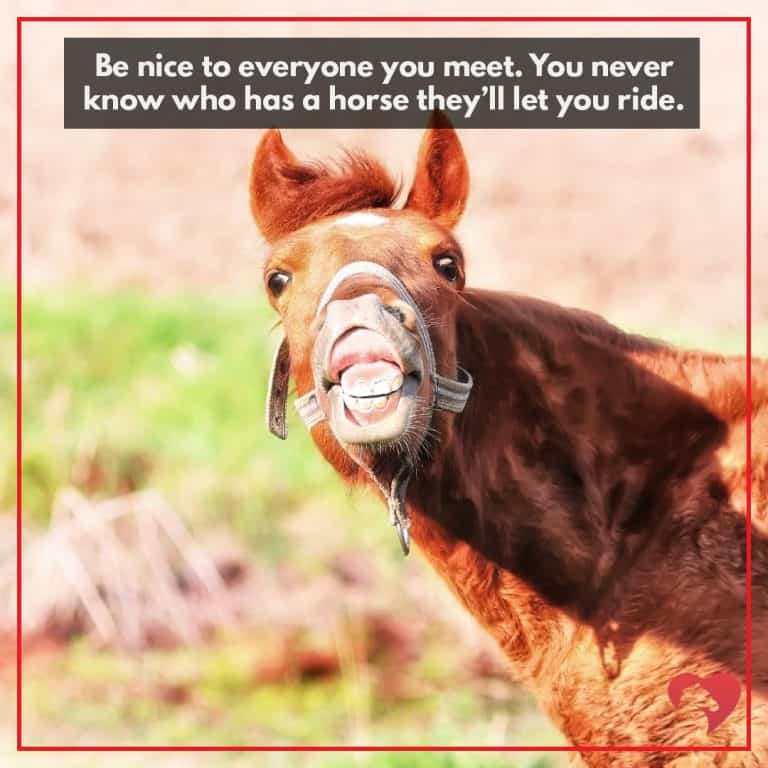 17 Of Our Favorite Equestrian Memes