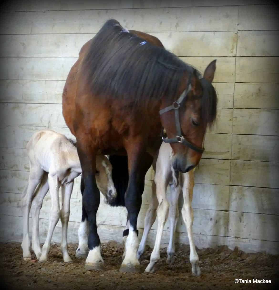 Mare Defies Odds And Gives Birth To Healthy Twin Foals...For The Second ...