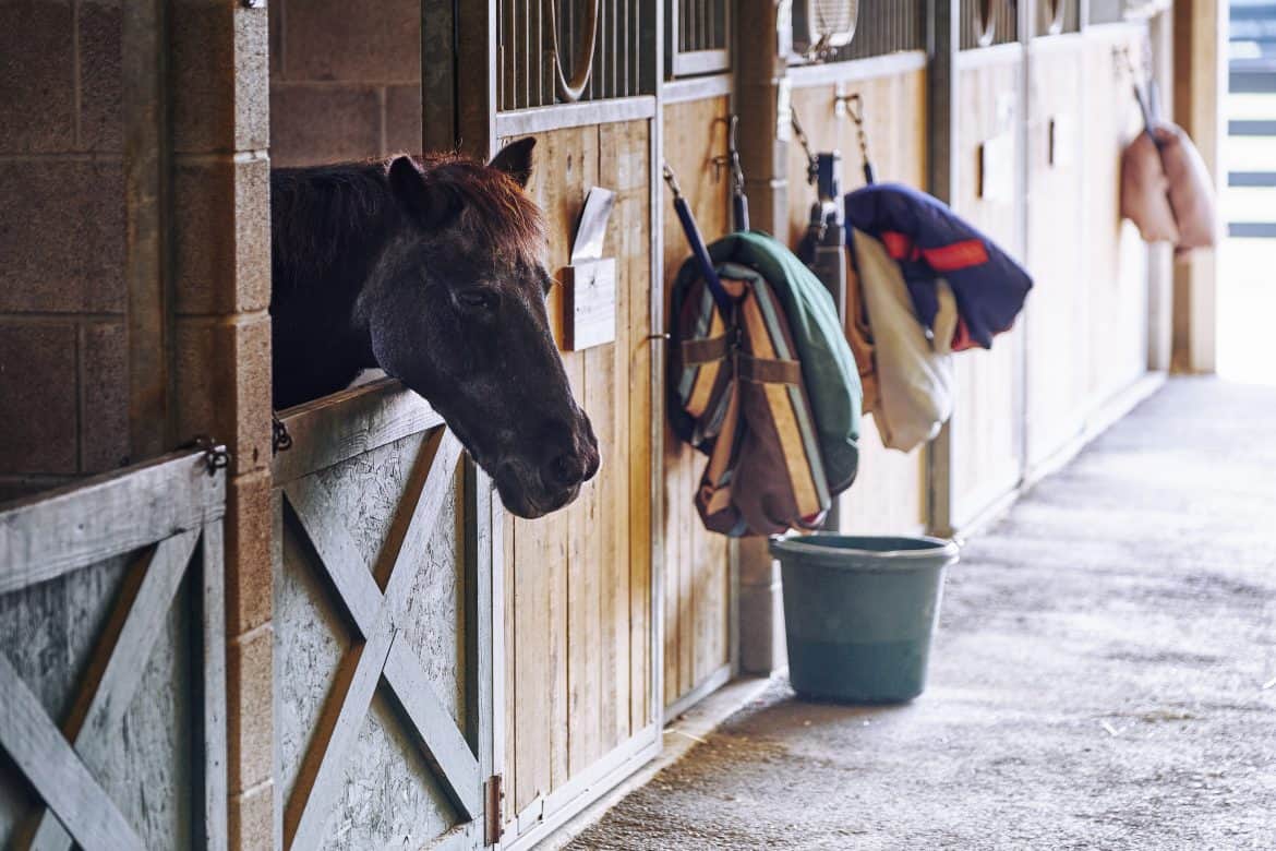 Tips For Creating A Homey Barn Space For Your Horses