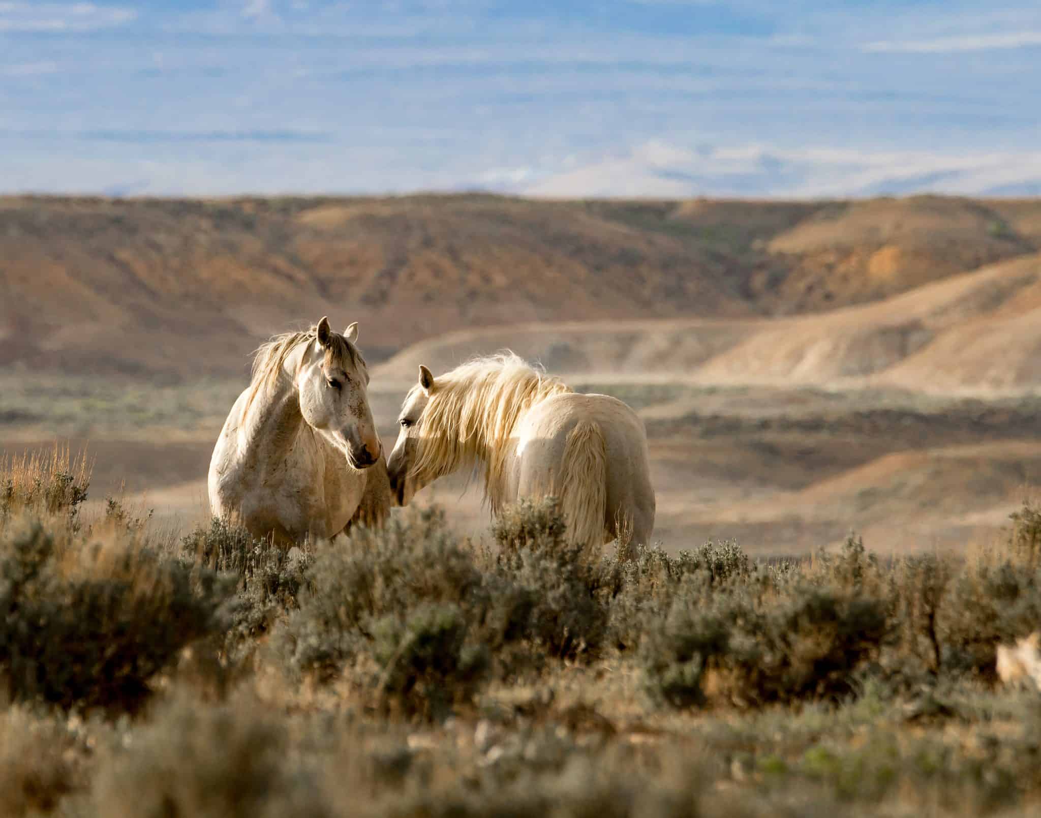 15 Images Of American Mustangs