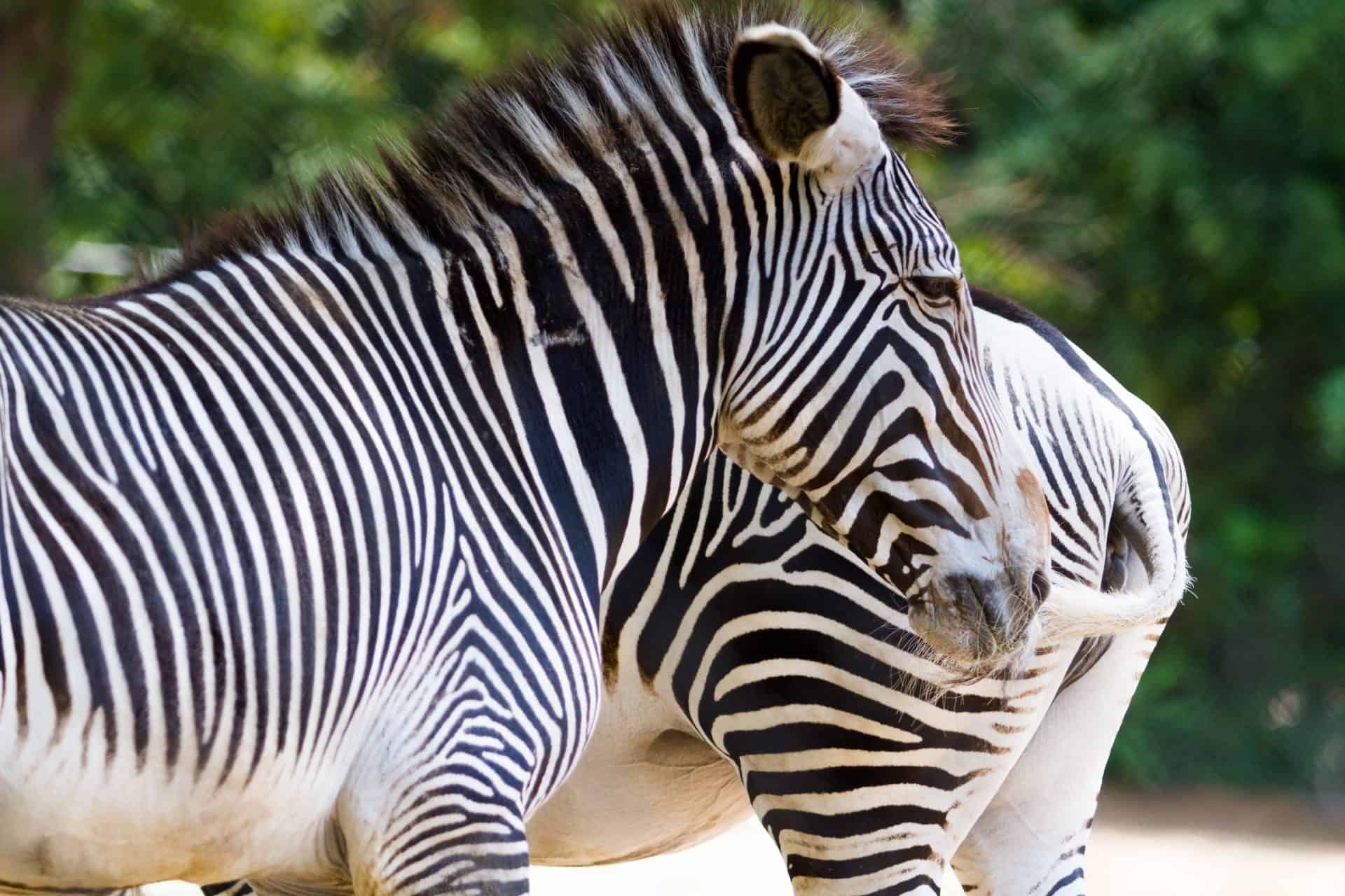 Study Shows Giving Your Horse Zebra Stripes Will Help Deter Biting Flies