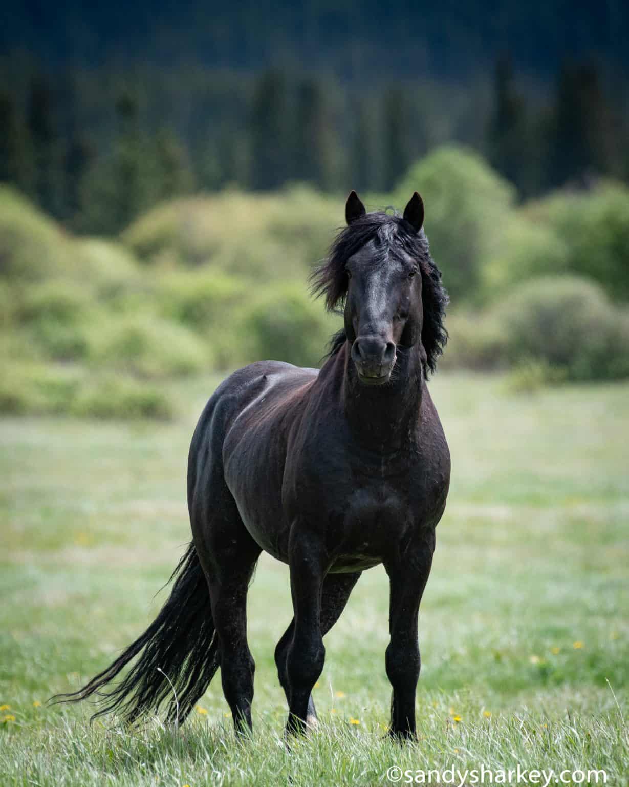 Canada Wild: A Look At Canada's Beautiful Wild Horses