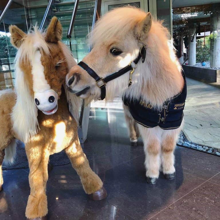 Meet Teddy The Shetland: A Little Horse With A Huge Heart