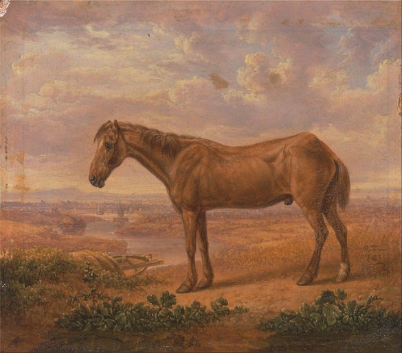 The Oldest Horses In History