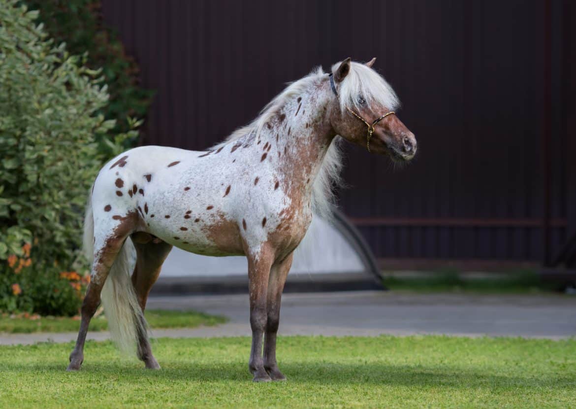 20 Gorgeous Images Of Appaloosa Horses To Make Your Day