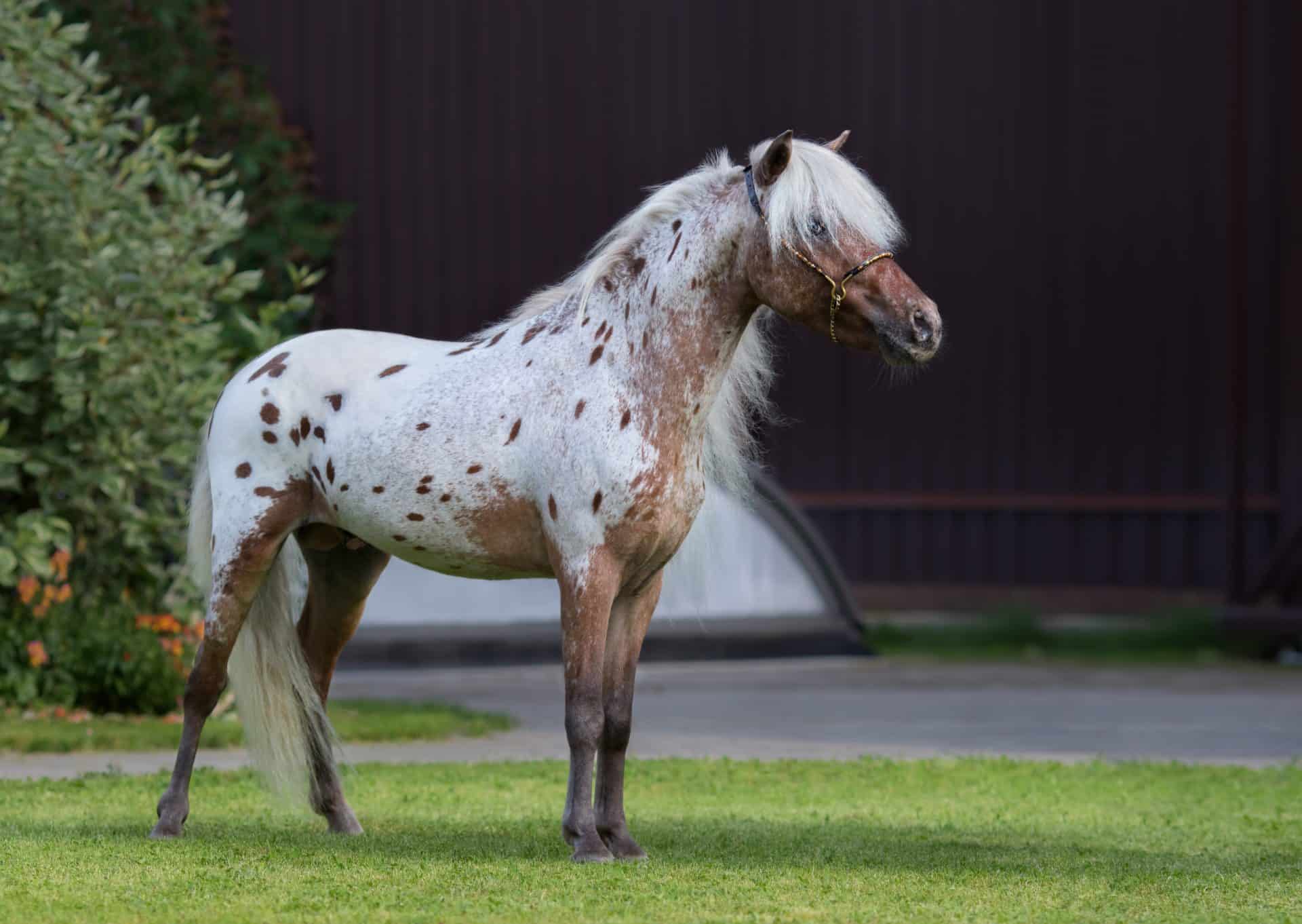 20 Gorgeous Images Of Appaloosa Horses To Make Your Day