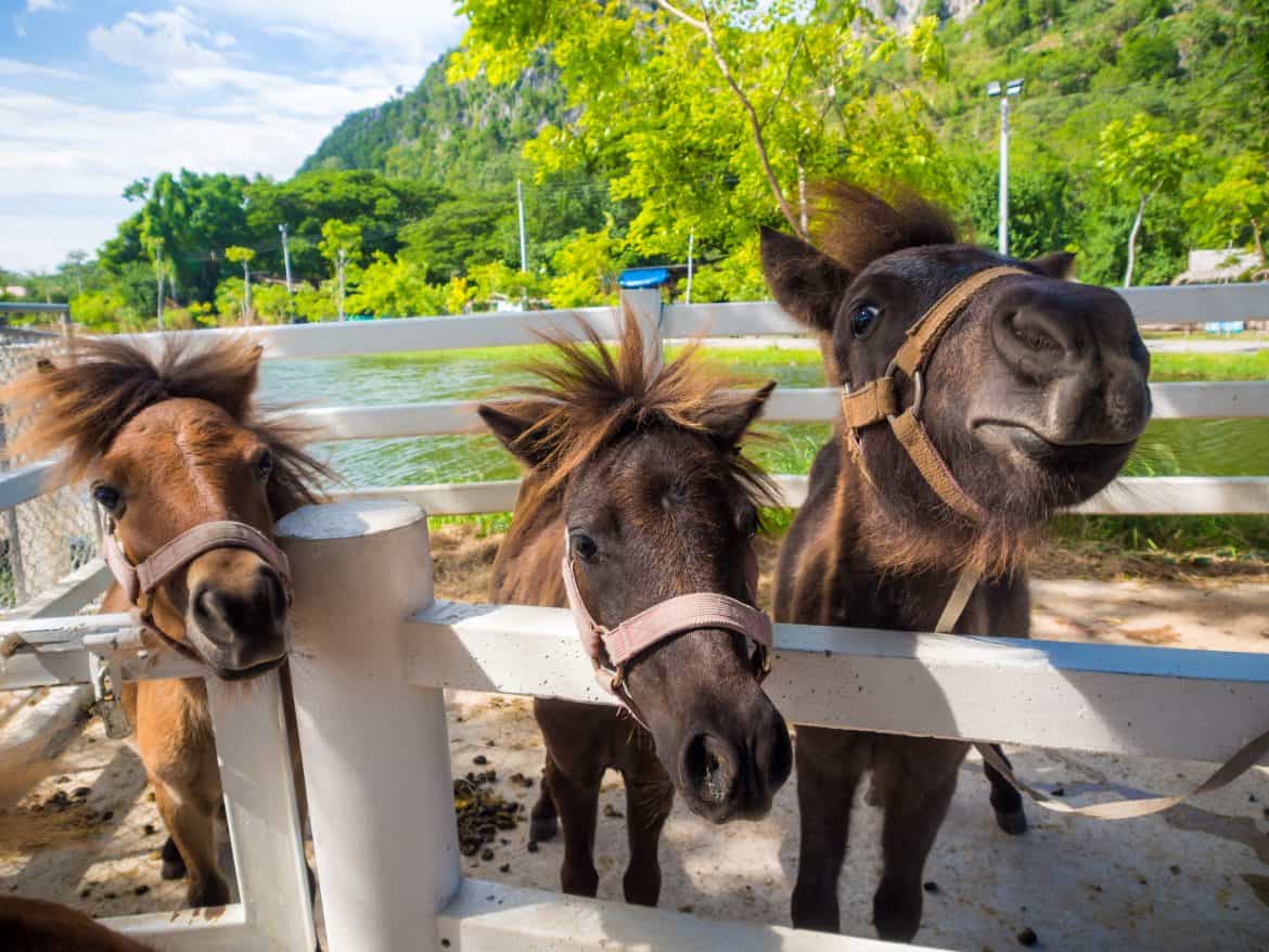 20 Cute Pictures Of Ponies Guaranteed To Make You Smile