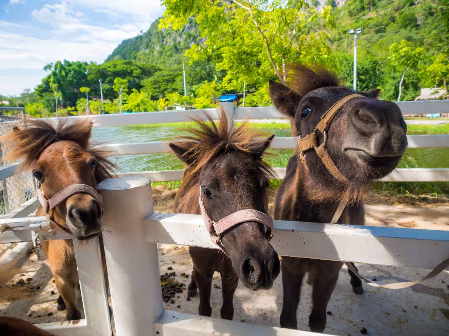 20 Cute Pictures Of Ponies Guaranteed To Make You Smile