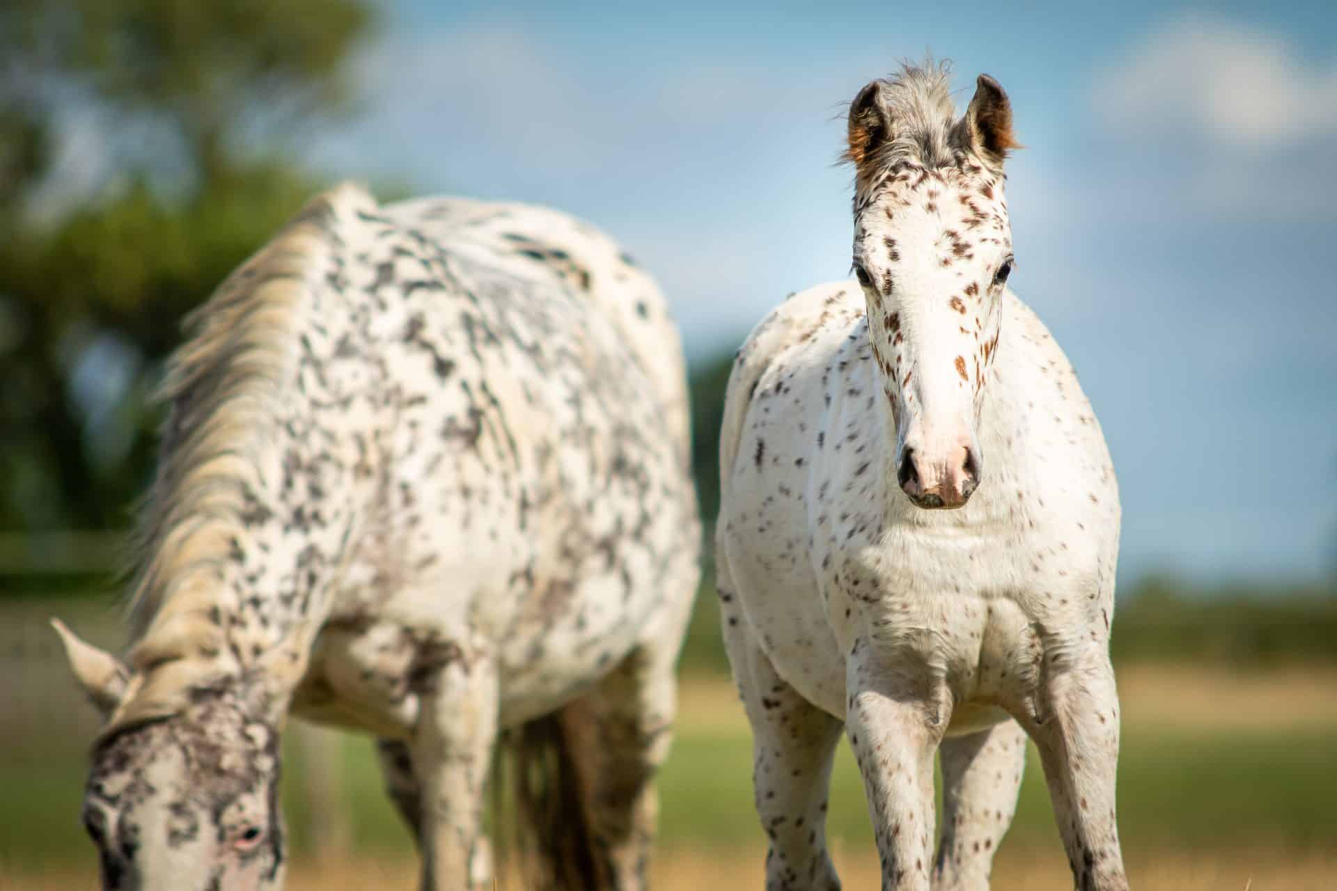 The Seven Most Beautiful Horse Breeds In The World