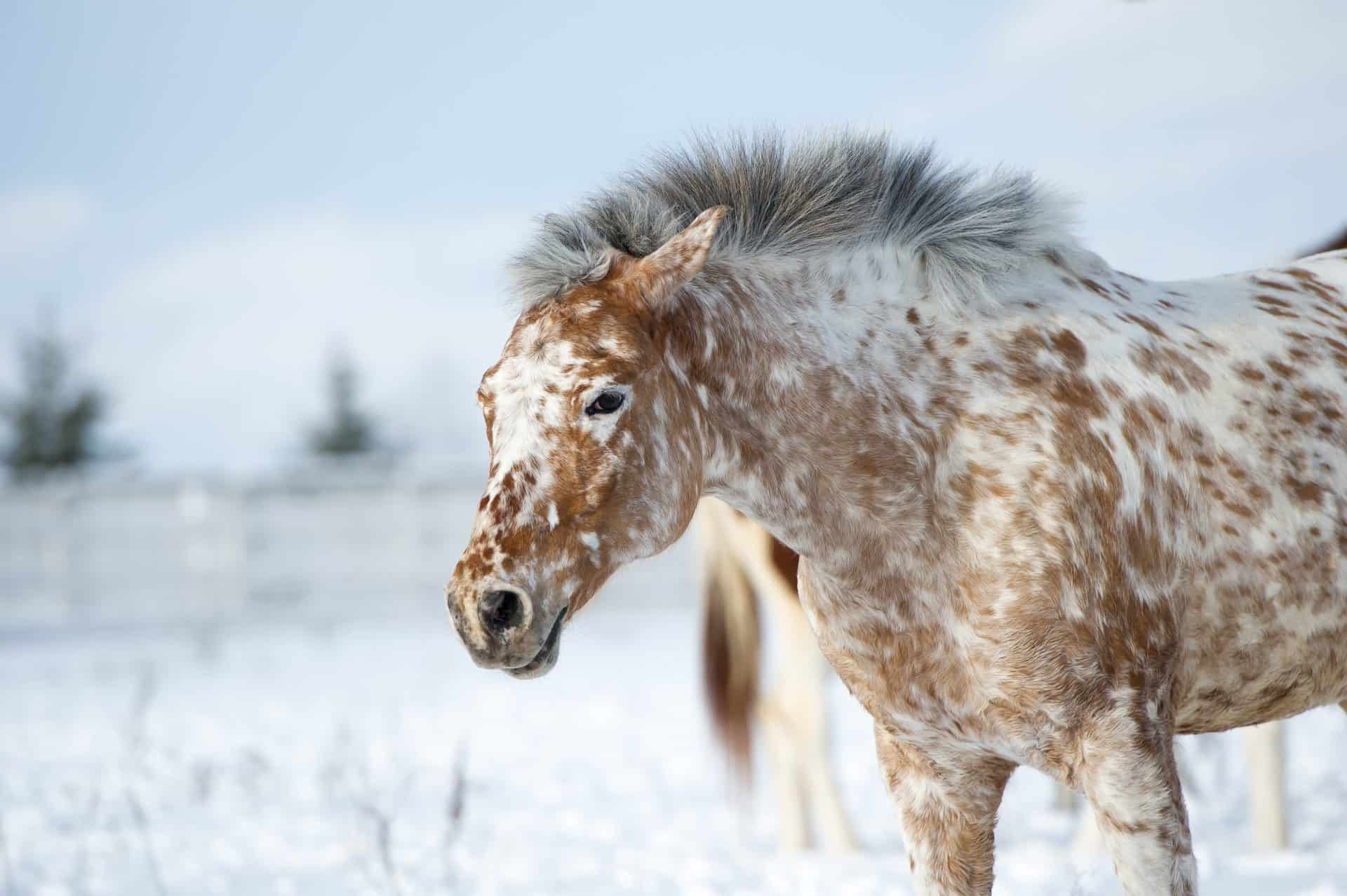 20 Gorgeous Images Of Appaloosa Horses To Make Your Day
