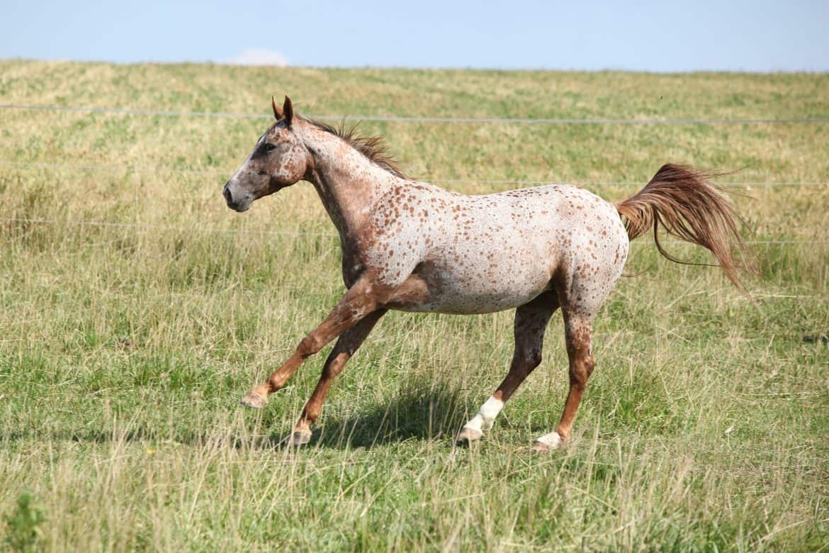 20 Gorgeous Images Of Appaloosa Horses To Make Your Day