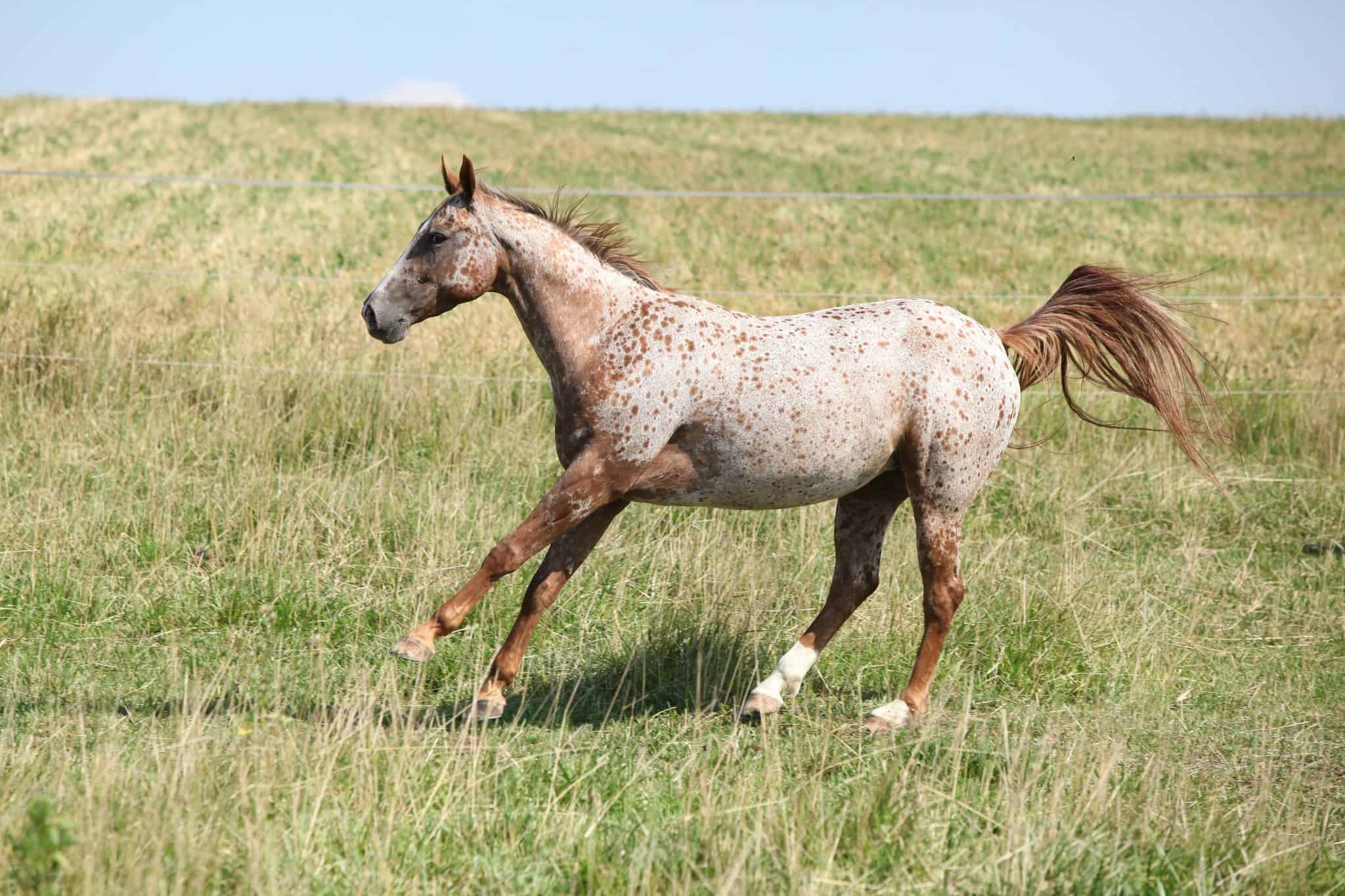 20 Gorgeous Images Of Appaloosa Horses To Make Your Day