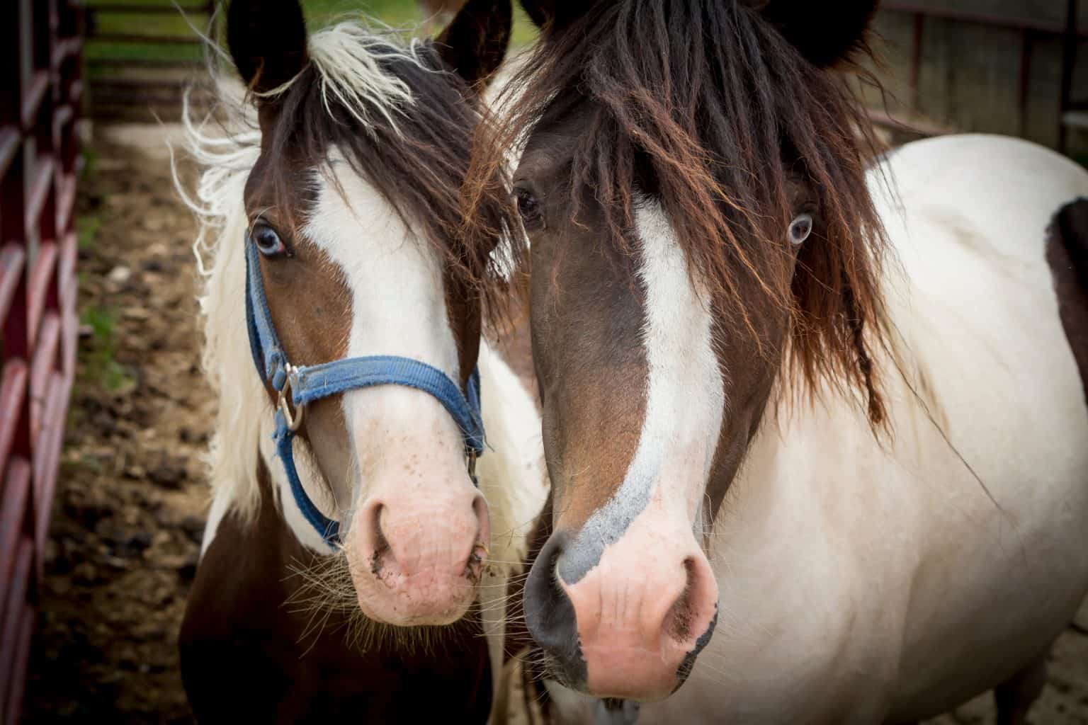 20 Cute Pictures Of Ponies Guaranteed To Make You Smile