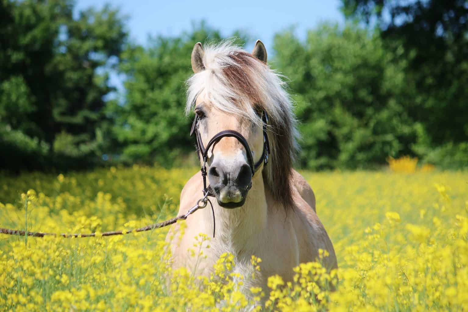 20 Cute Pictures Of Ponies Guaranteed To Make You Smile