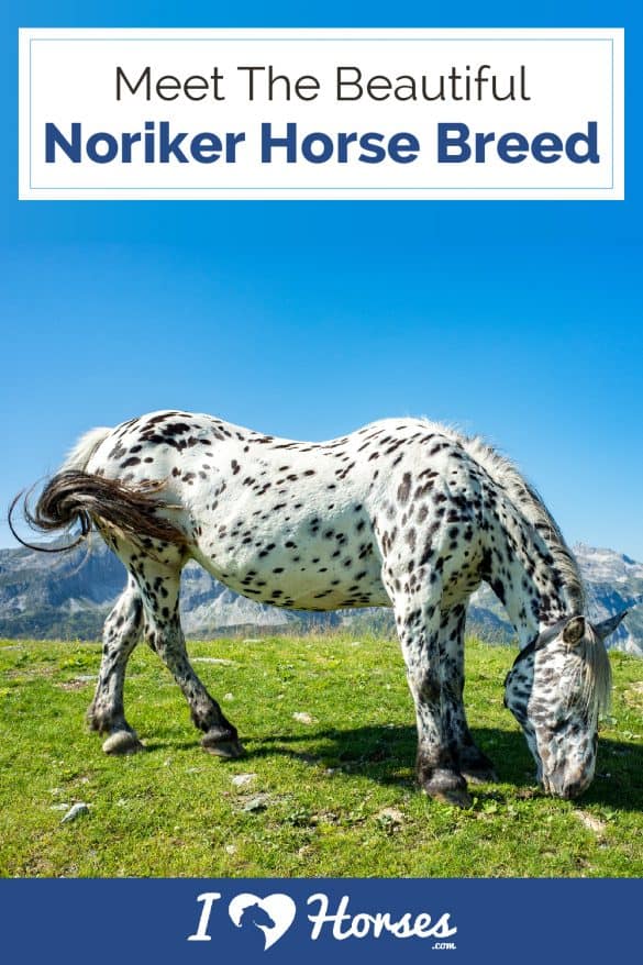 All About The Noriker Horse Breed