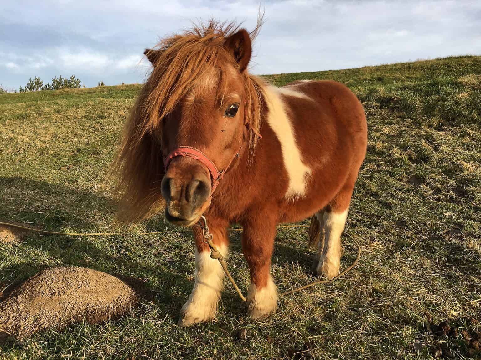20 Cute Pictures Of Ponies Guaranteed To Make You Smile