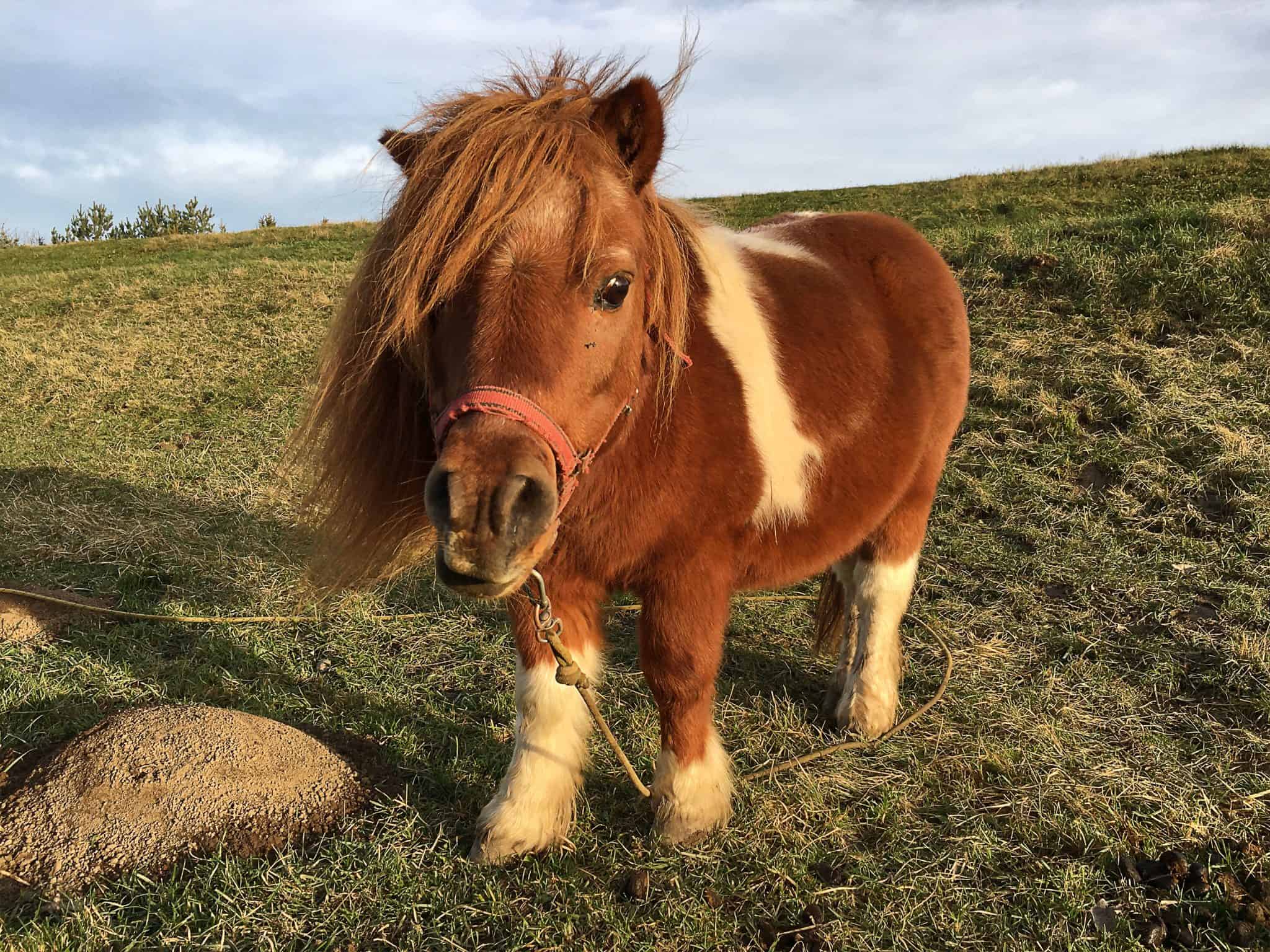 20 Cute Pictures Of Ponies Guaranteed To Make You Smile