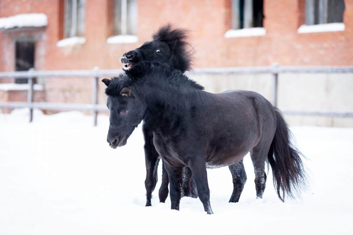 20 Cute Pictures Of Ponies Guaranteed To Make You Smile