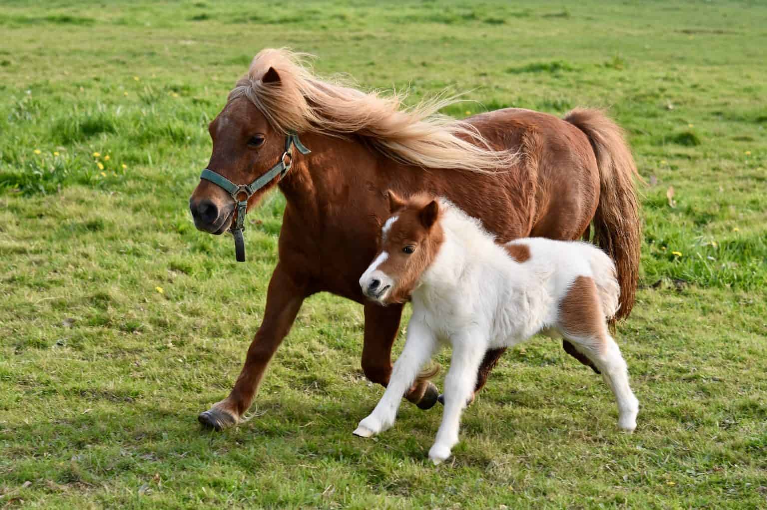 20 Cute Pictures Of Ponies Guaranteed To Make You Smile
