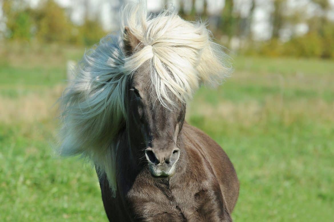 20 Cute Pictures Of Ponies Guaranteed To Make You Smile