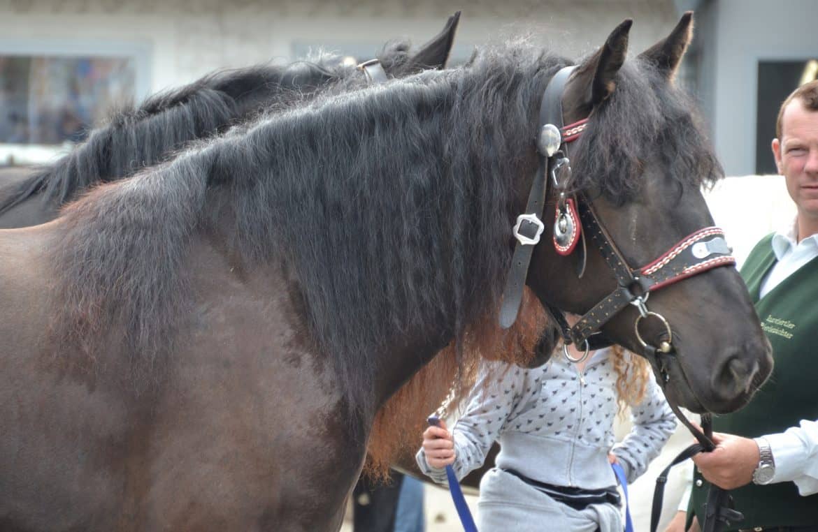All About The Noriker Horse Breed