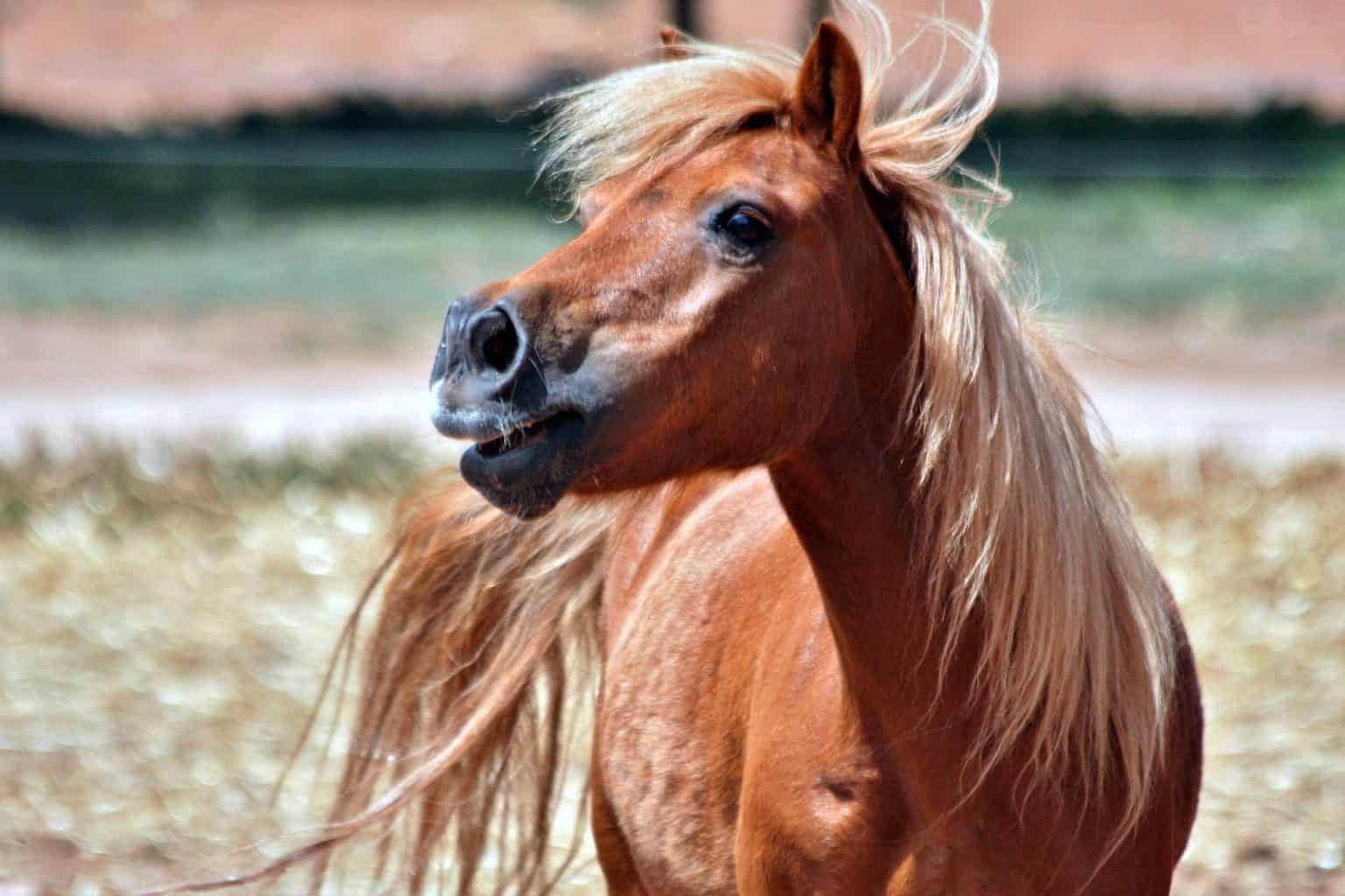 20 Cute Pictures Of Ponies Guaranteed To Make You Smile
