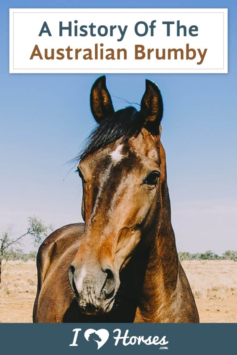 All About The Brumby: Australia's Controversial Feral Horse