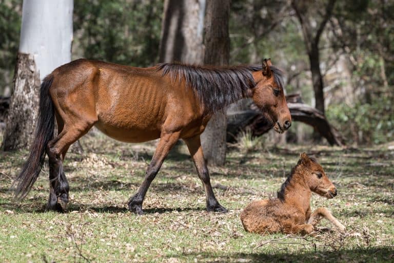 All About The Brumby: Australia's Controversial Feral Horse
