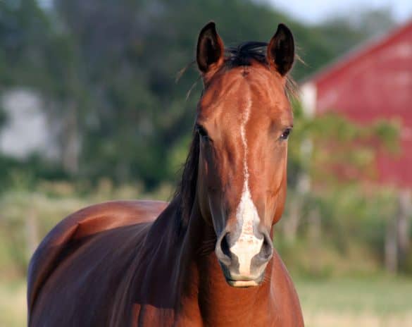 Unusual Horse Behaviors To Look For And What They Mean