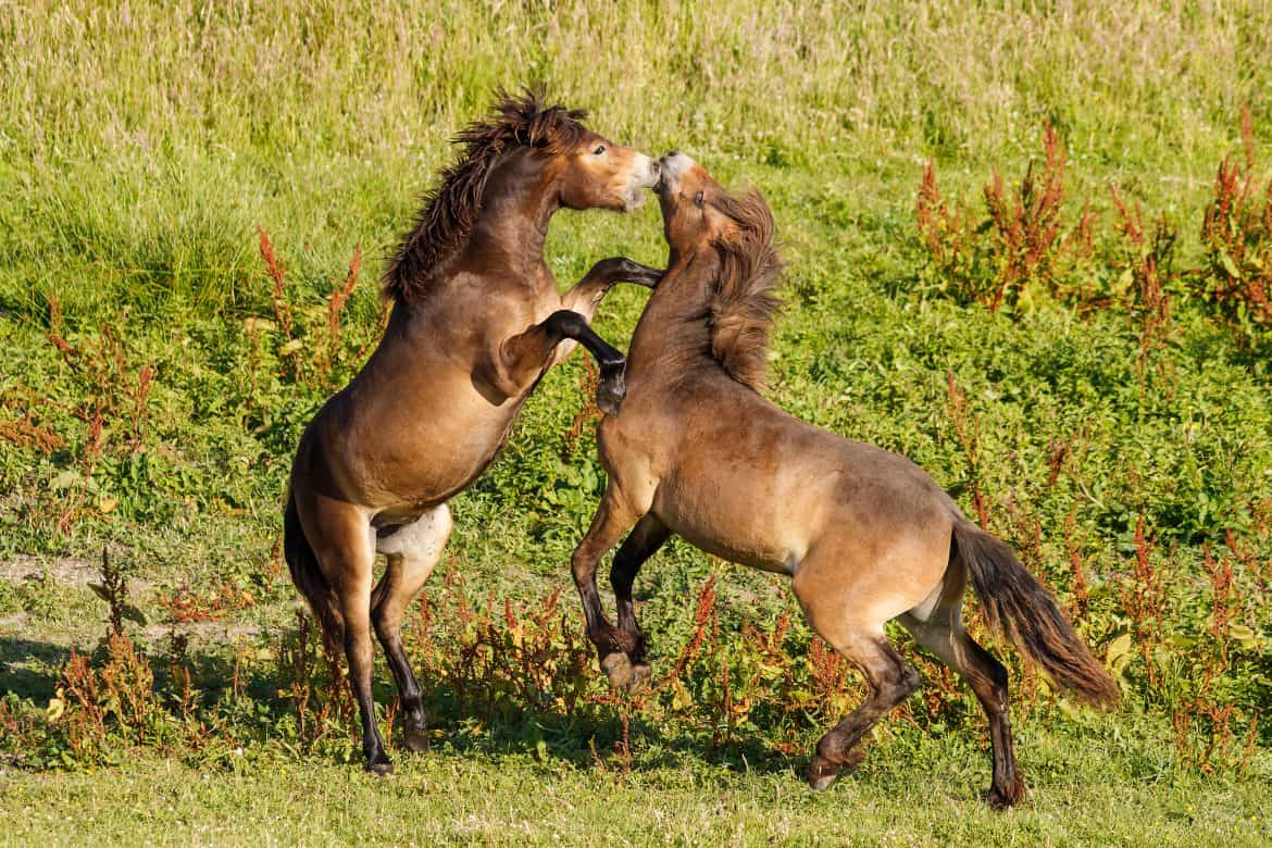 All About The Endangered Exmoor Pony