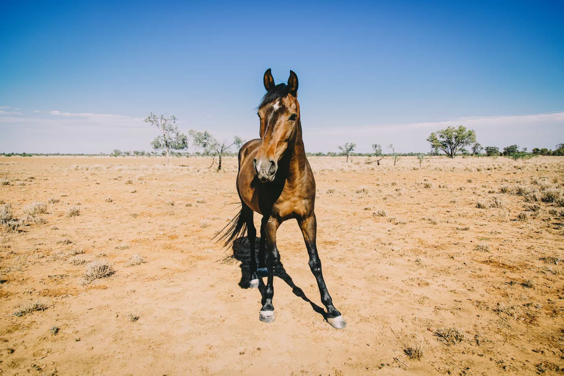 All About The Brumby: Australia's Controversial Feral Horse