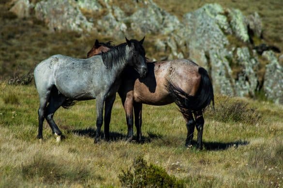 All About The Brumby: Australia's Controversial Feral Horse