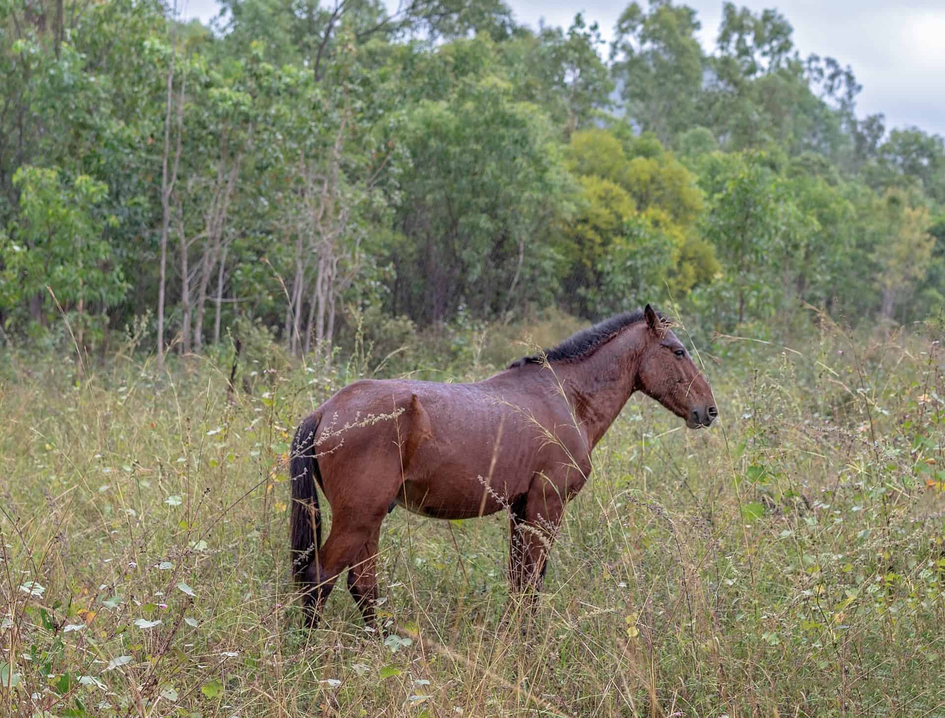 All About The Brumby: Australia's Controversial Feral Horse