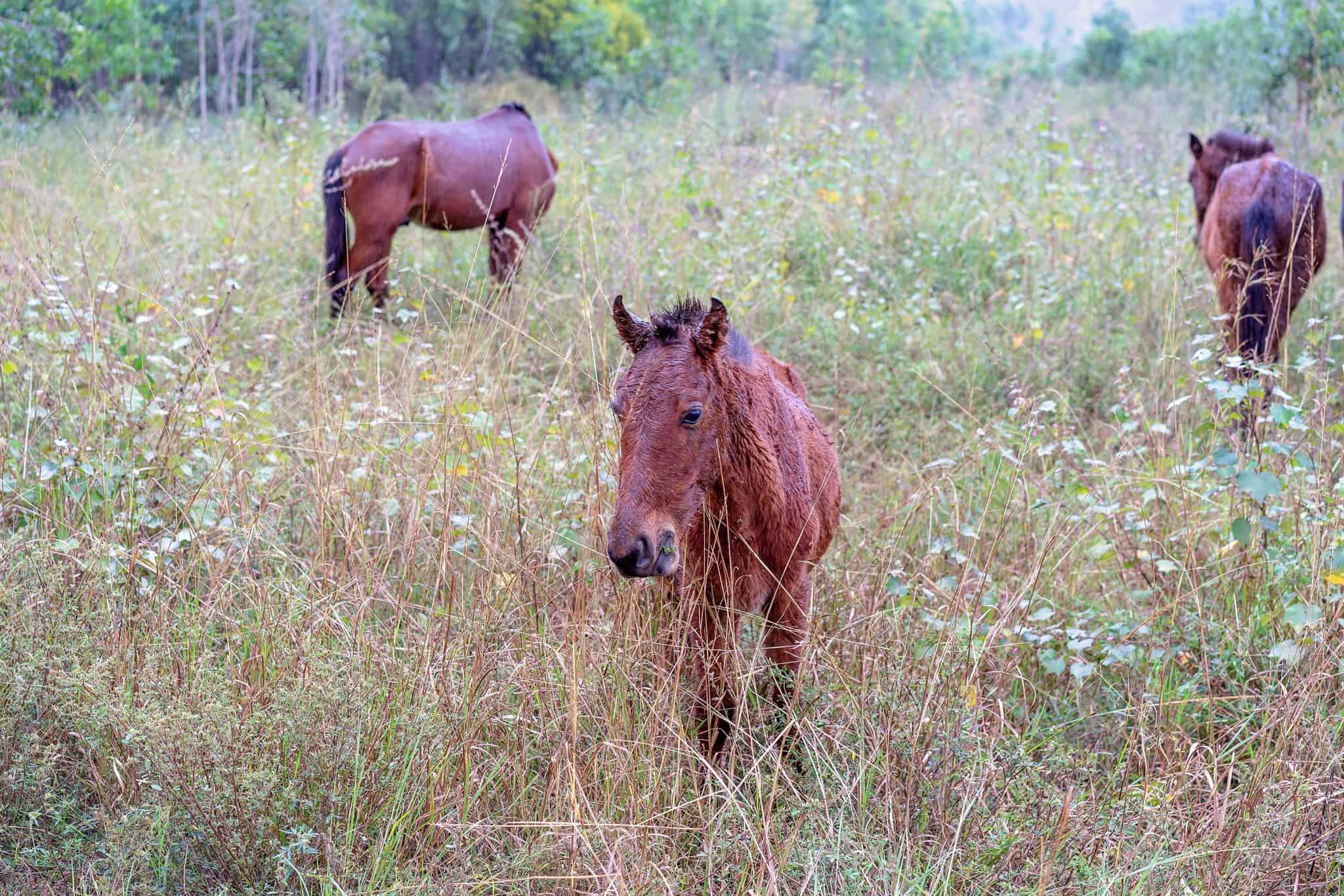All About The Brumby: Australia's Controversial Feral Horse