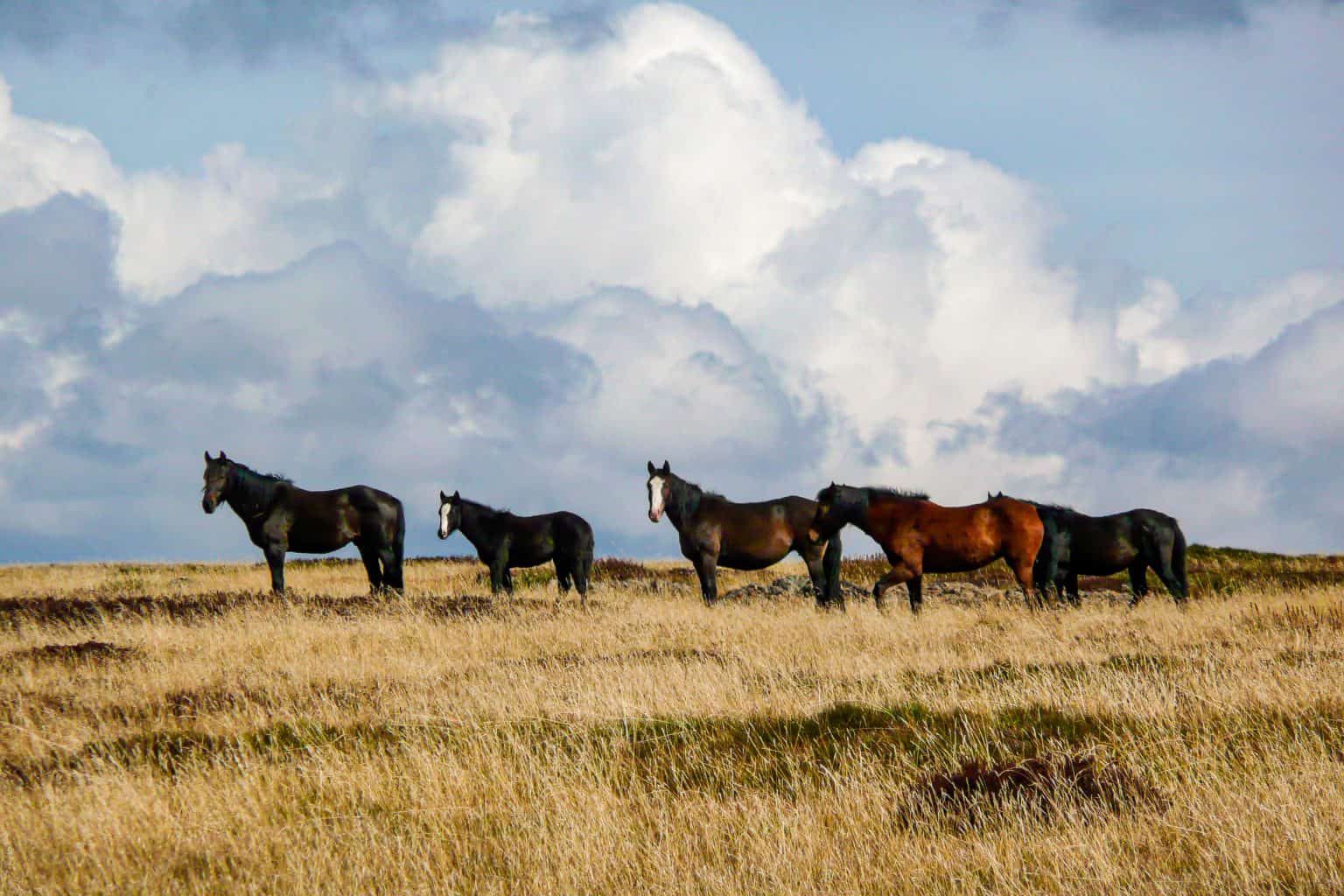 All About The Brumby: Australia's Controversial Feral Horse