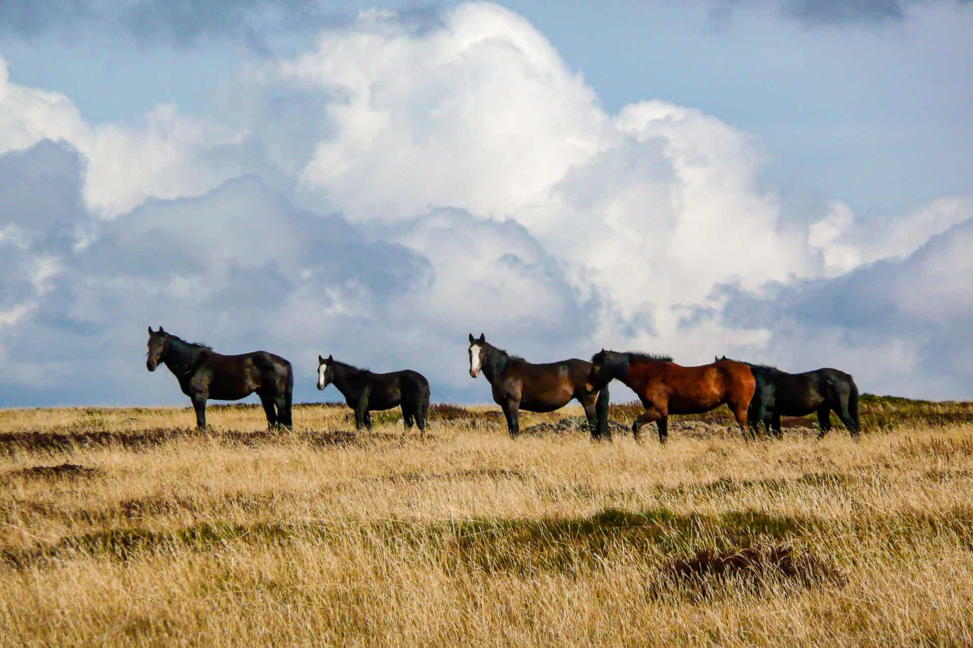 All About The Brumby: Australia's Controversial Feral Horse