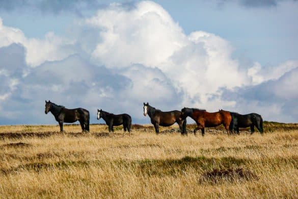 All About The Brumby: Australia's Controversial Feral Horse