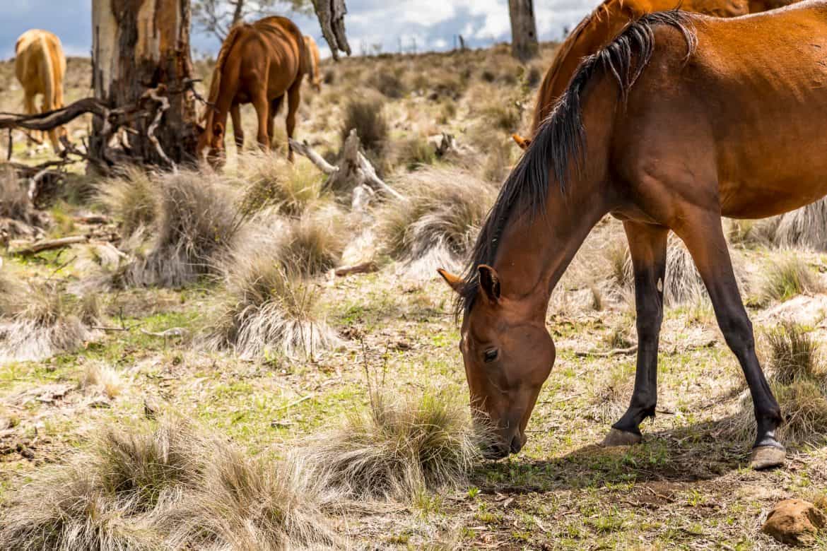 All About The Brumby: Australia's Controversial Feral Horse