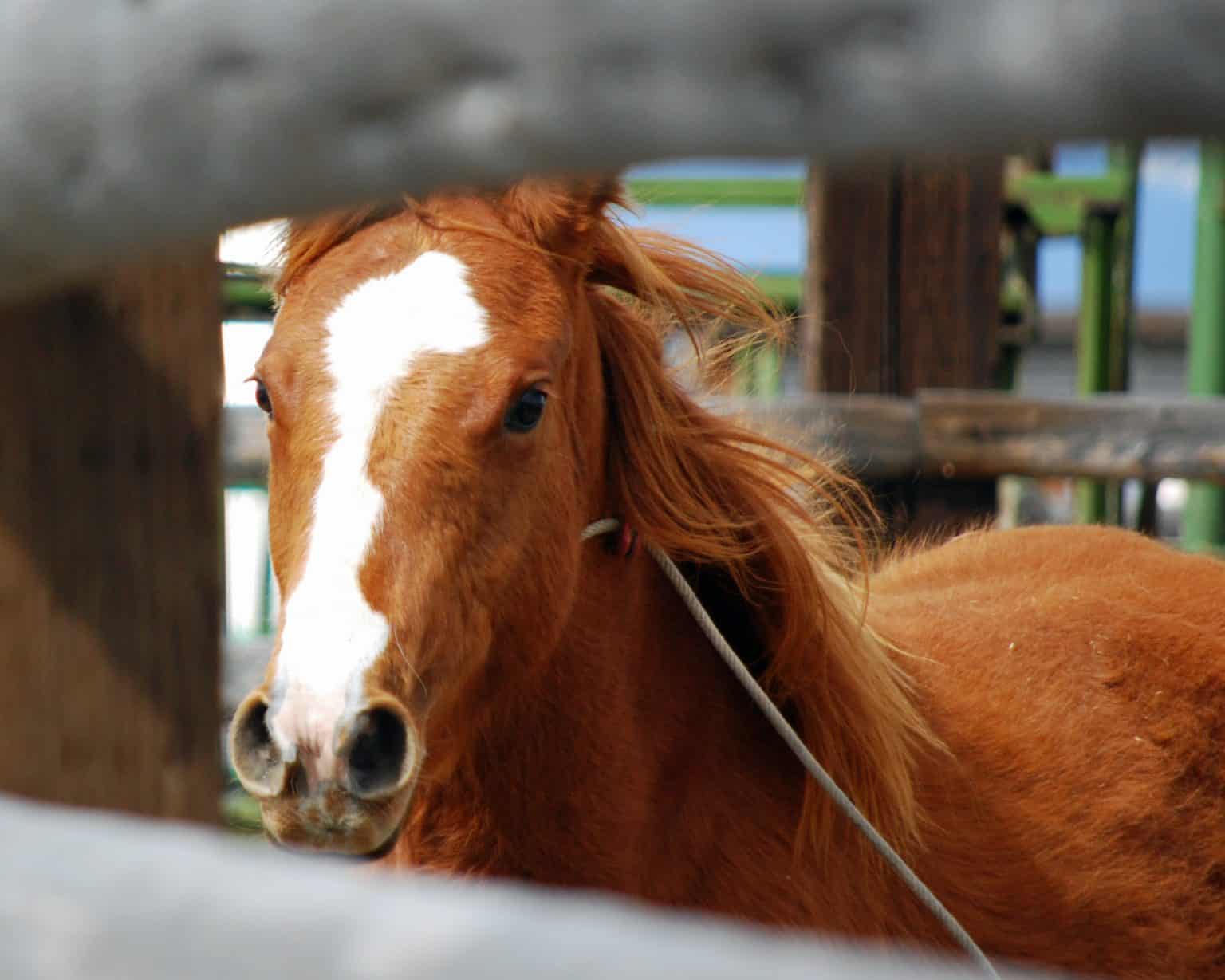 Unusual Horse Behaviors To Look For And What They Mean