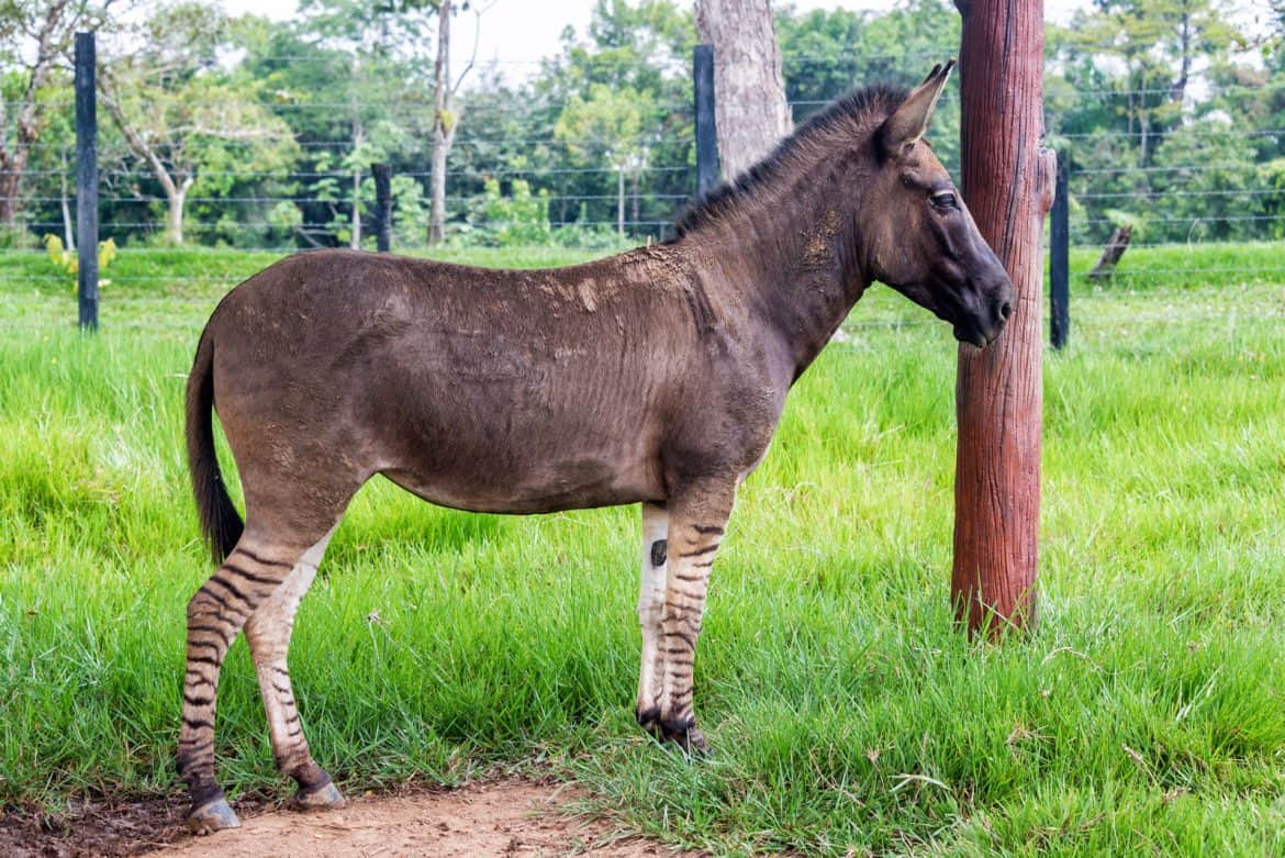 All About The Zorse And Other Zebra Hybrids